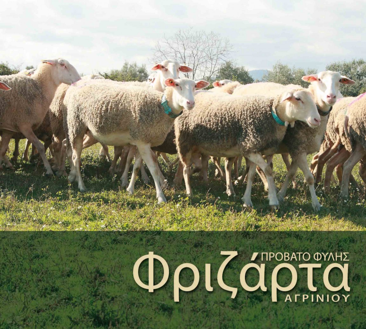 Πρόβατα φυλής Φριζάρτα Αγρινίου – Πρόβατα Φυλής